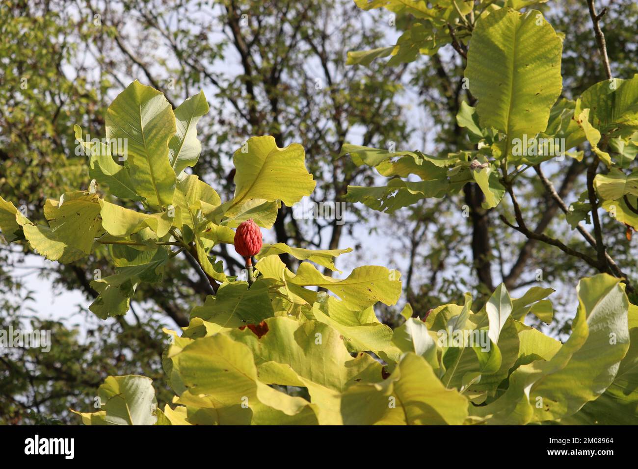 A blooming red magnolia obovata flower on the green tree Stock Photo ...