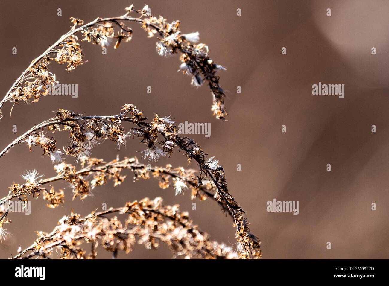 Branches of a plant hi-res stock photography and images - Alamy