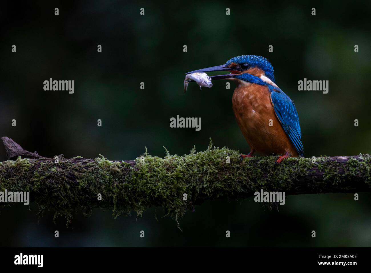 AN ELATED KINGFISHER was captured undertaking long and quick flights ...