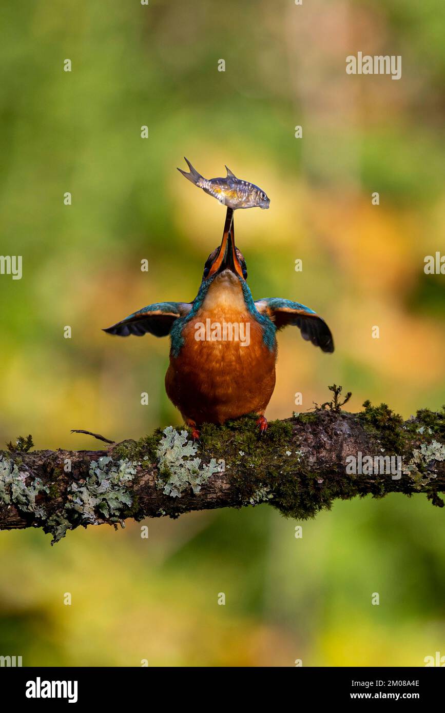 AN ELATED KINGFISHER was captured undertaking long and quick flights ...