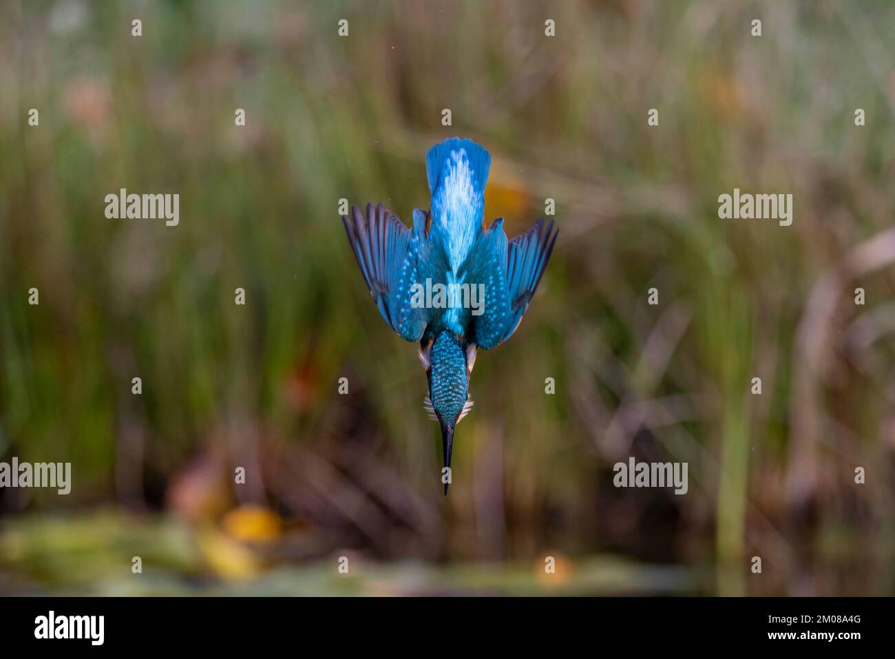 AN ELATED KINGFISHER was captured undertaking long and quick flights ...