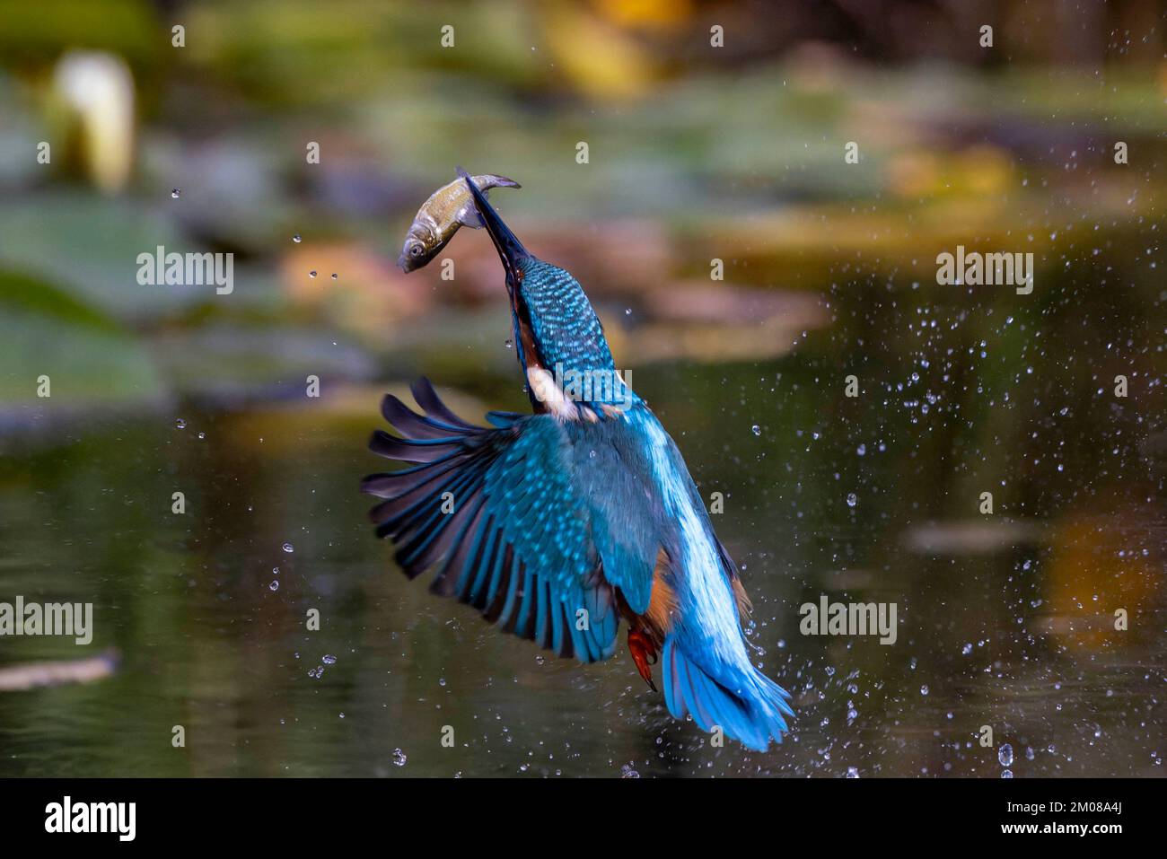 AN ELATED KINGFISHER was captured undertaking long and quick flights ...