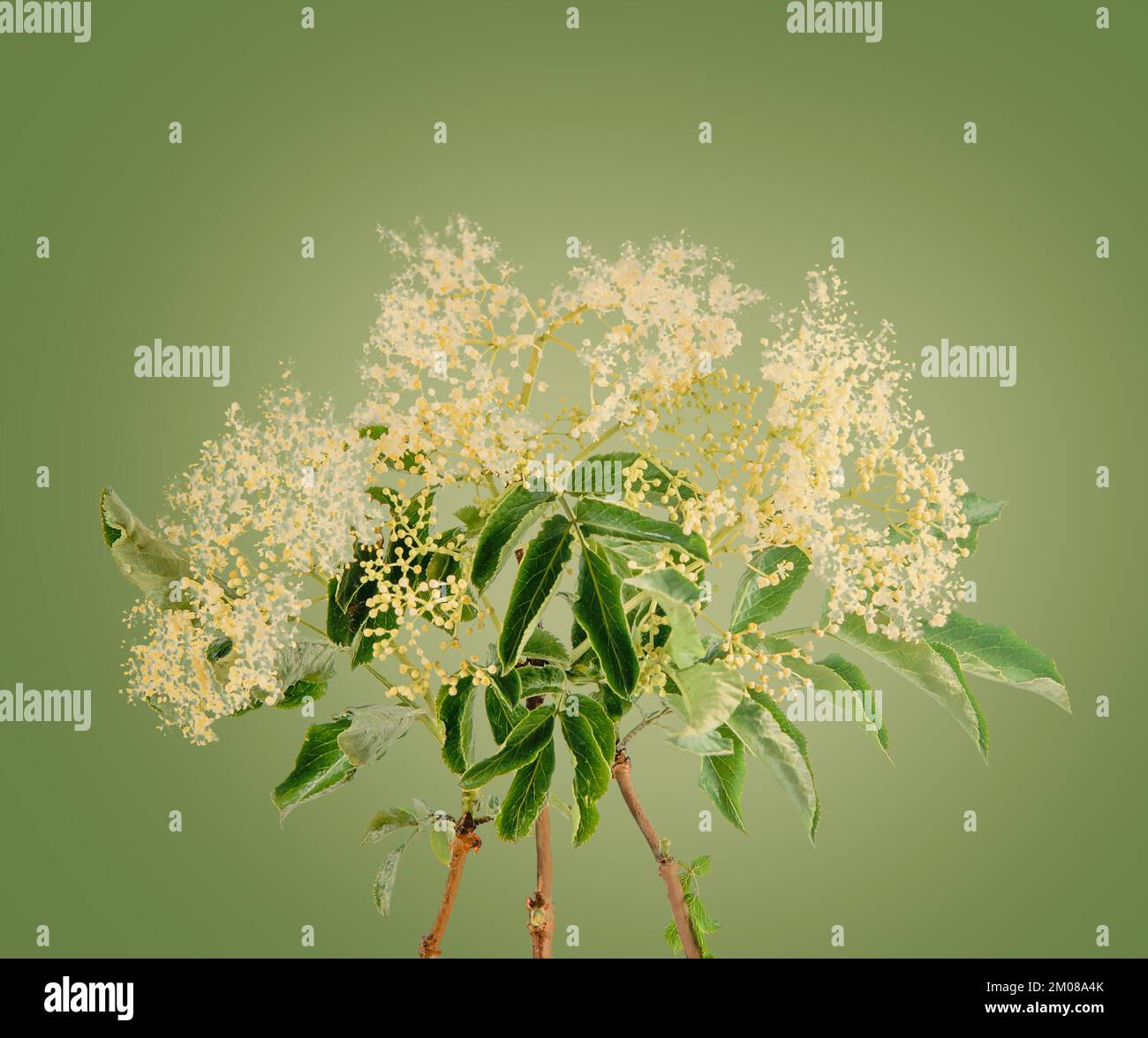 Elder flowers bunch with leaves at green background Stock Photo - Alamy