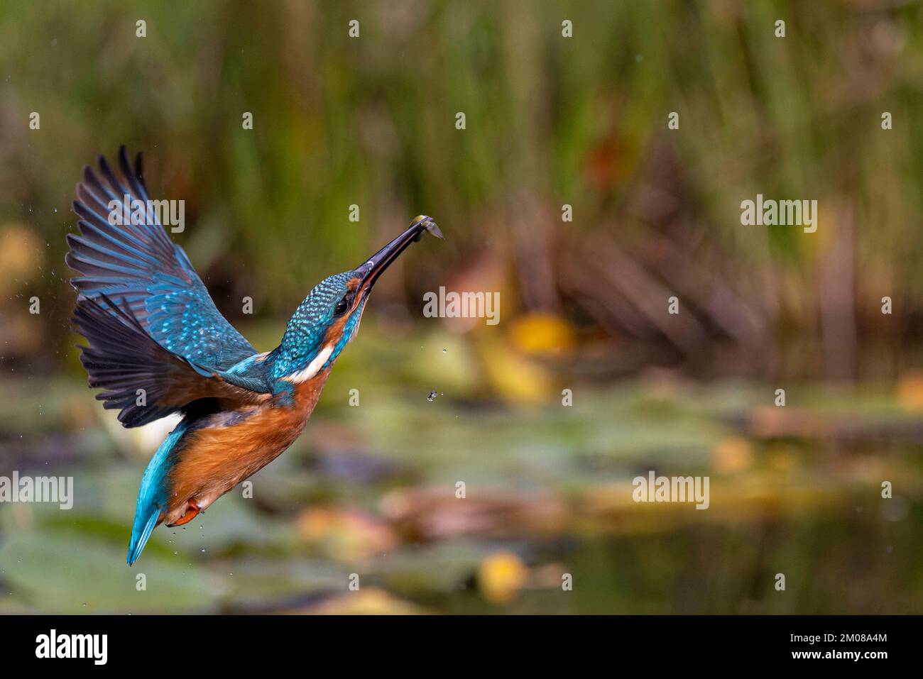 AN ELATED KINGFISHER was captured undertaking long and quick flights ...