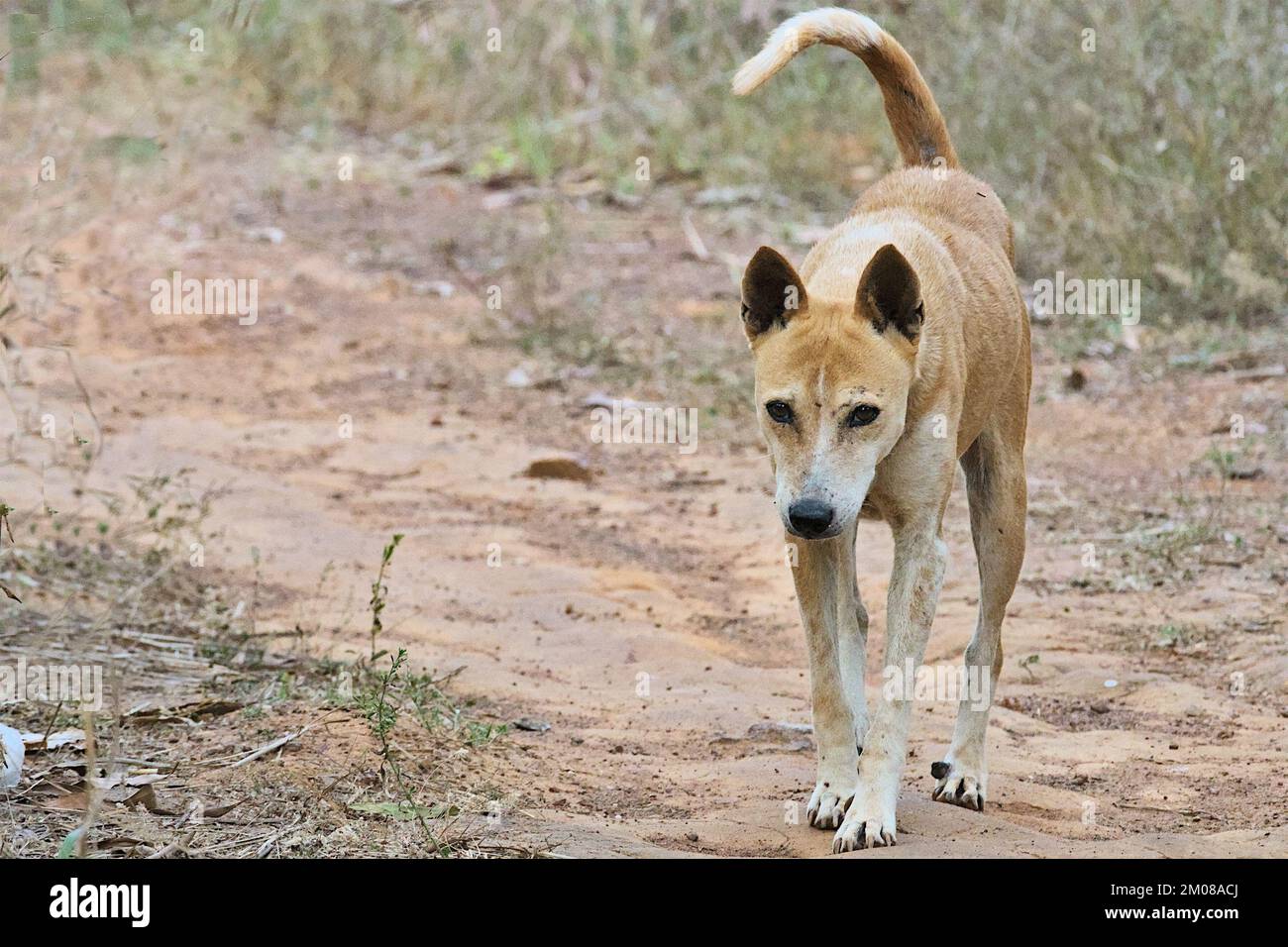 An Indian street dog is walking Stock Photo - Alamy