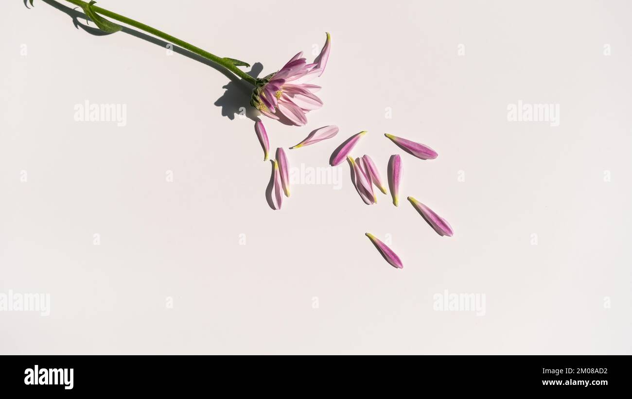 Purple chrysanthemum flower with torn petals on the white background ...