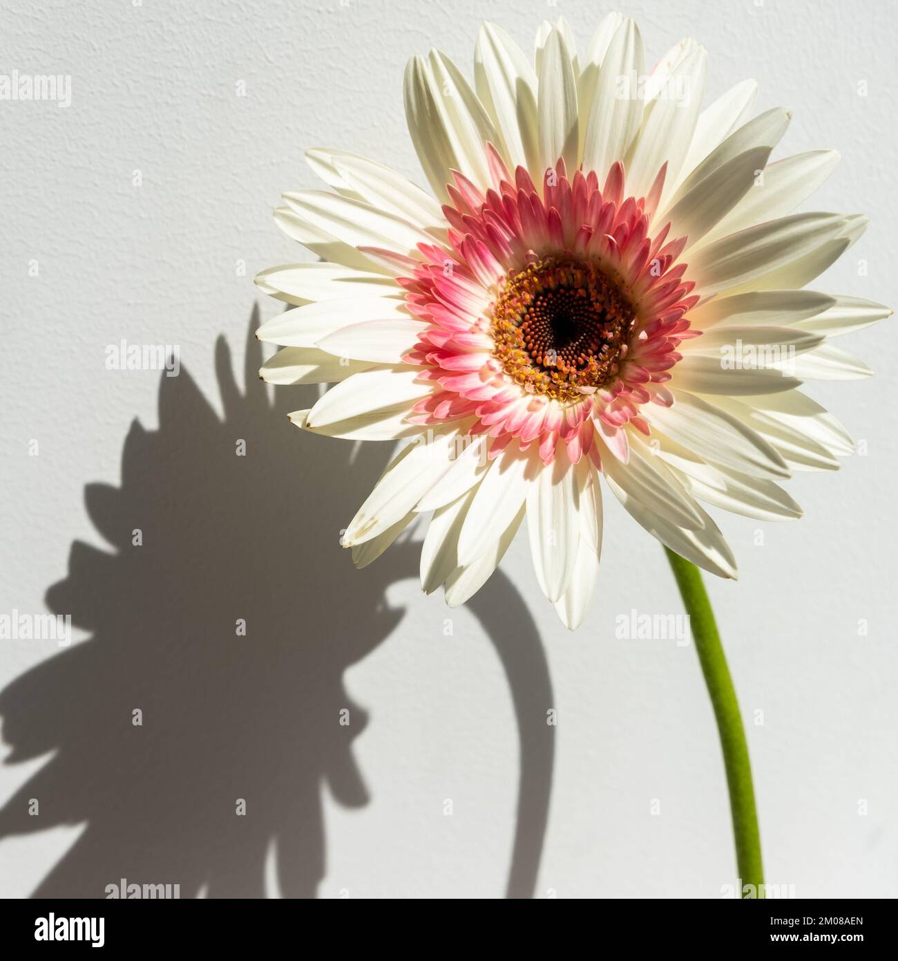 Gerbera daisy side view hi-res stock photography and images - Alamy