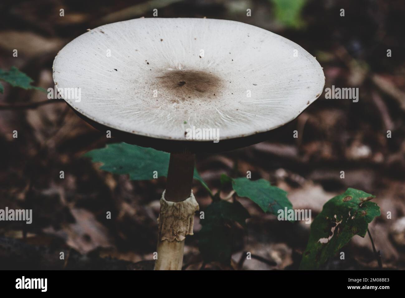 The agaricus bisporus mushroom growing in the rainforest Stock Photo ...