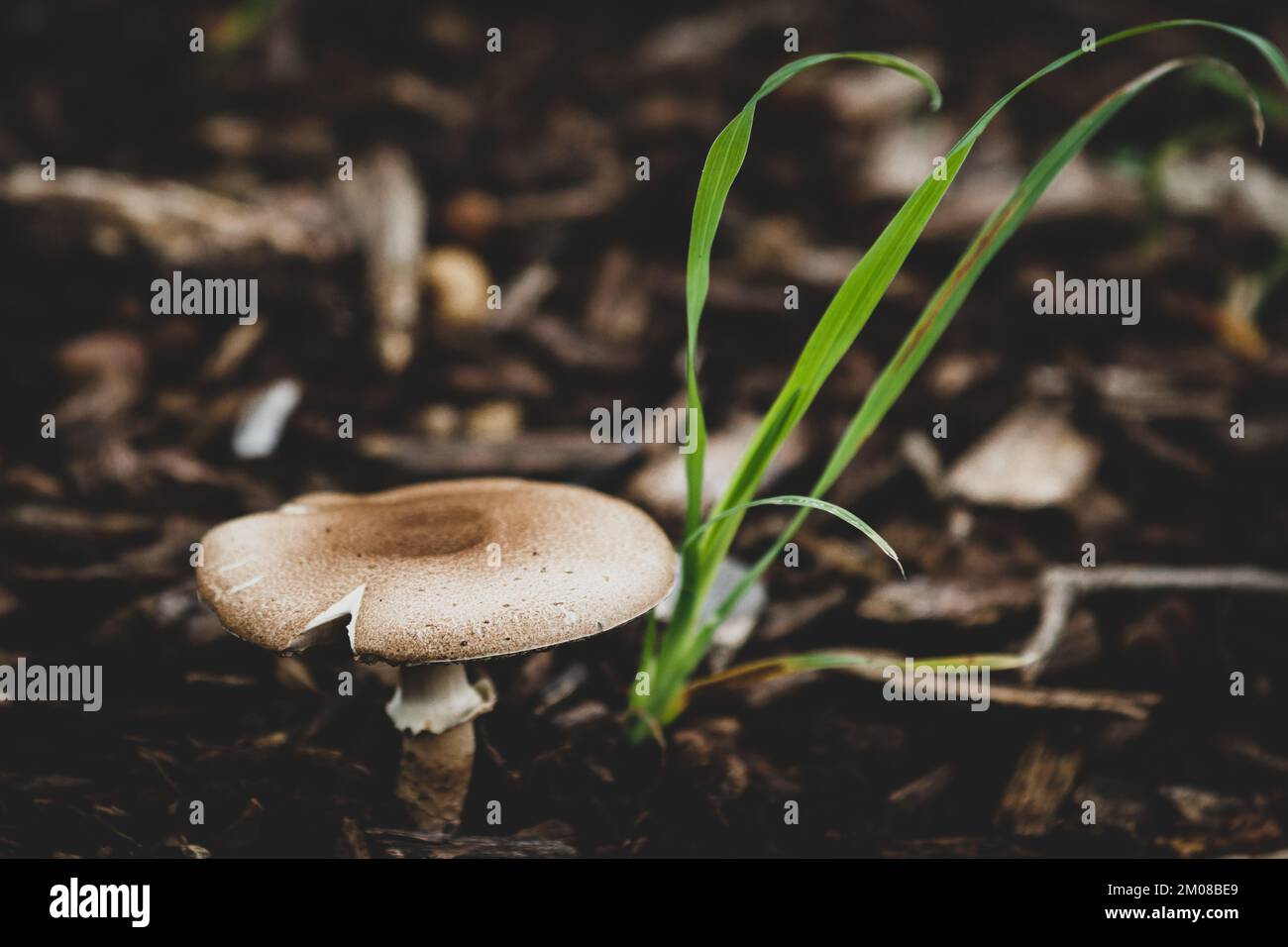 The agaricus bisporus mushroom growing in the rainforest Stock Photo ...