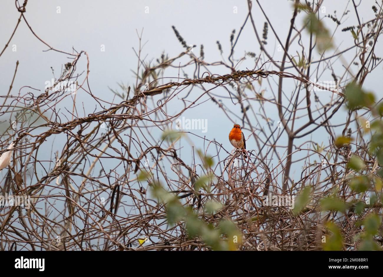 little songbirds sit on trees in the forest and sing their songs Stock ...