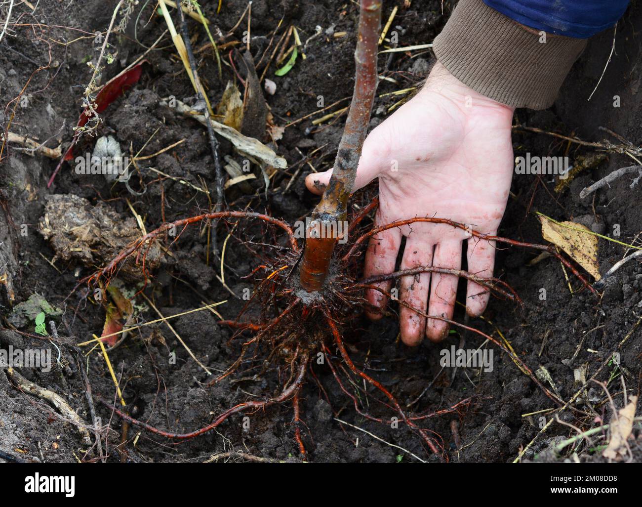 Gardener is loosening tree roots, placing a tree in a planting hole. A ...