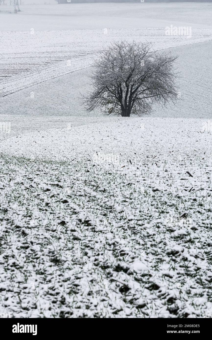 Illustration picture shows the first snow in Boninne, Namur Province on ...
