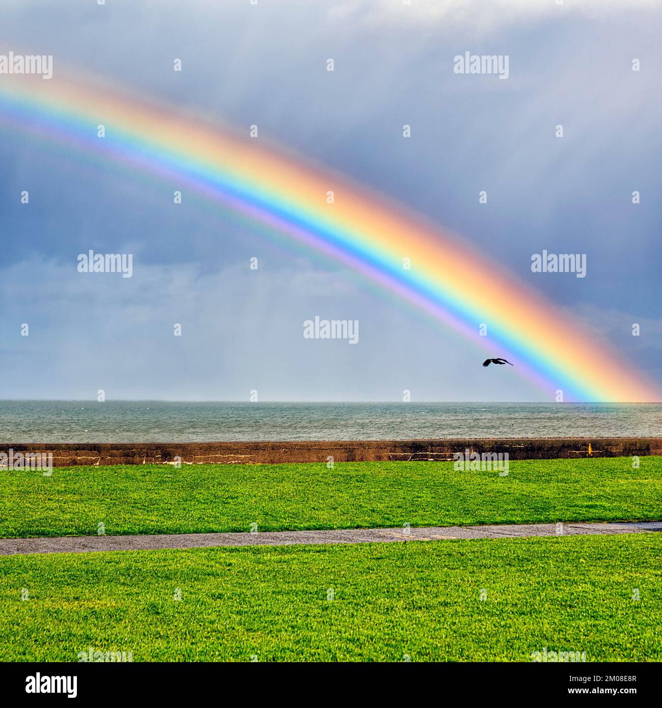 Rook flying, seafront, dramatic cloudy sky with rainbow, Bray, Wicklow ...
