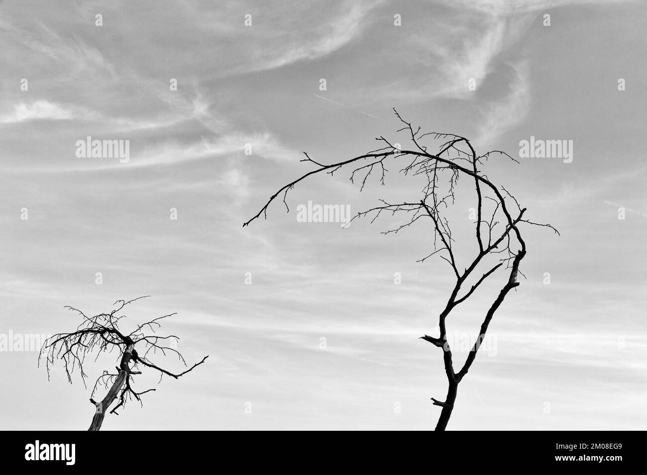 Deadwood, two dry dead trees, veil clouds in the sky, symbol image ...