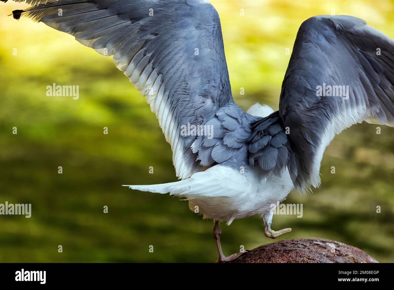 Seagull with spread wings, ready for take-off, close-up, view from ...