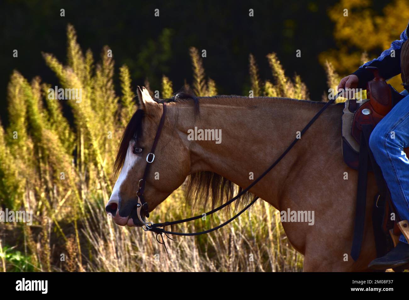 Detailed view of an American Quarter Horse stallion of the colour ...