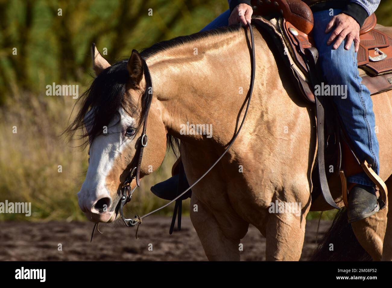 Detailed view of an American Quarter Horse stallion of the colour ...