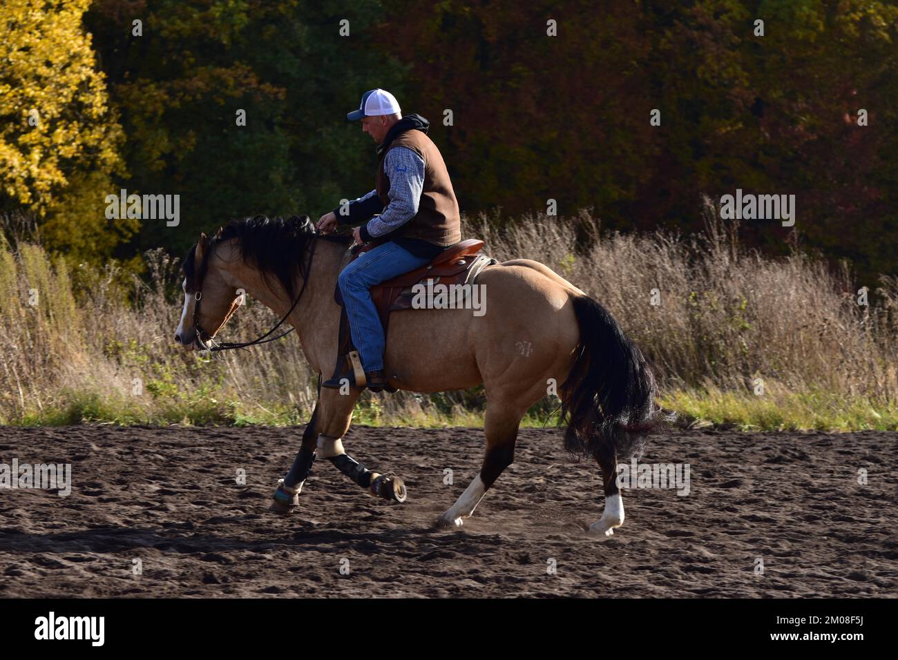 Training in western riding, training an American Quarter Horse stallion ...