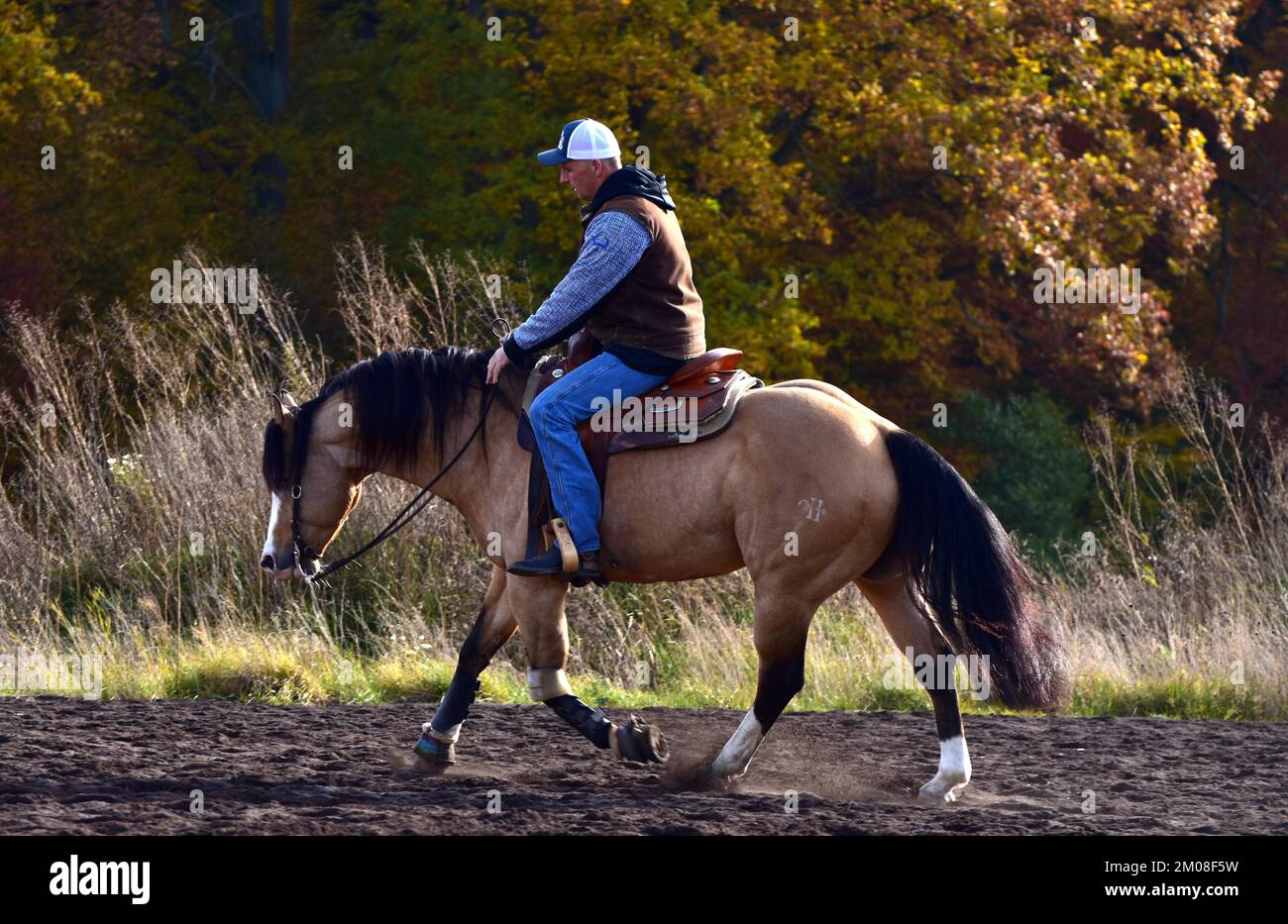 Training in western riding, training an American Quarter Horse stallion ...