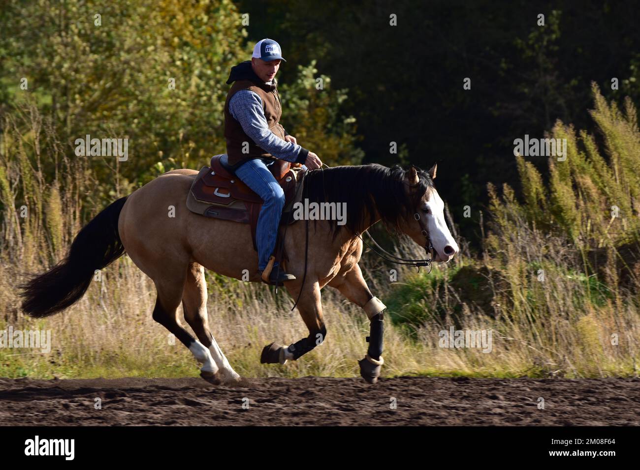 Training in western riding, training an American Quarter Horse stallion ...