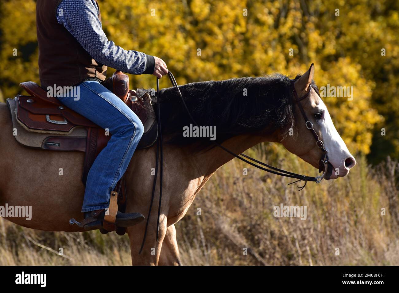 Detailed view of an American Quarter Horse stallion of the colour ...