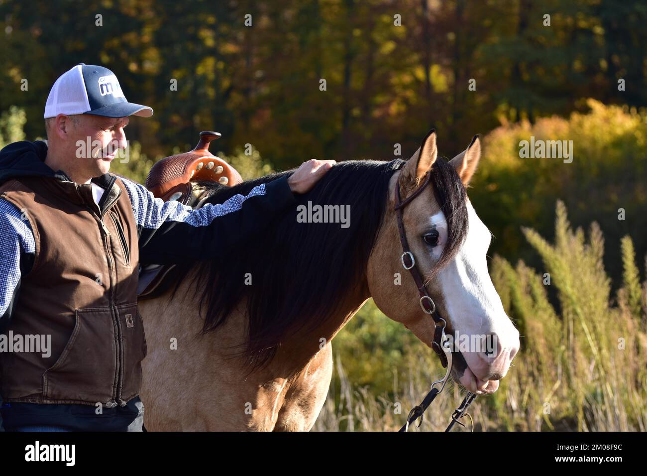 American Quarter Horse stallion in training for western riding, contact ...