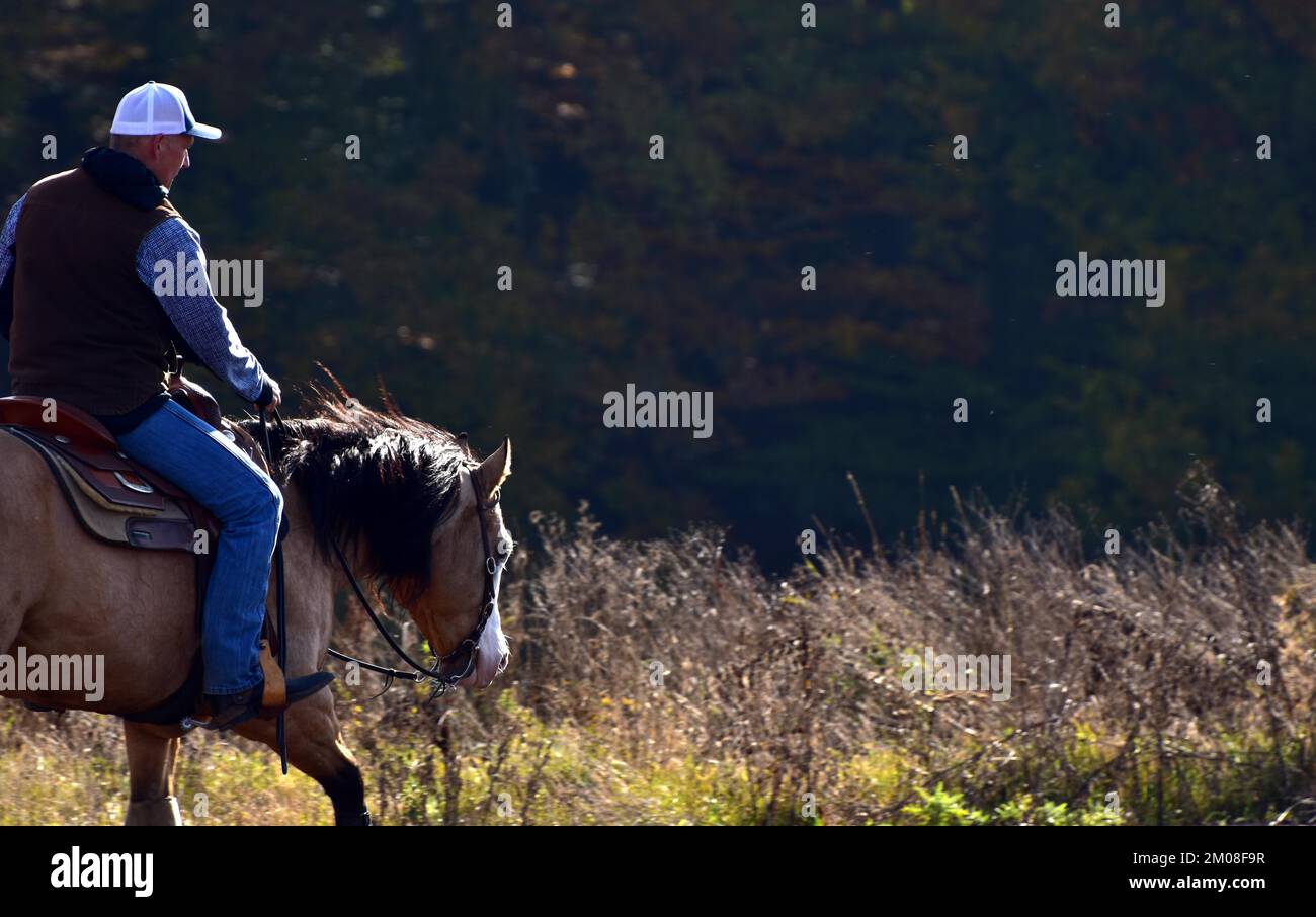 Detailed view of an American Quarter Horse stallion of the colour ...