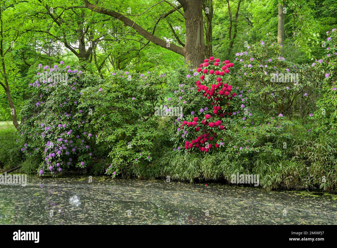 Grsster Rhododendronpark Deutschlands