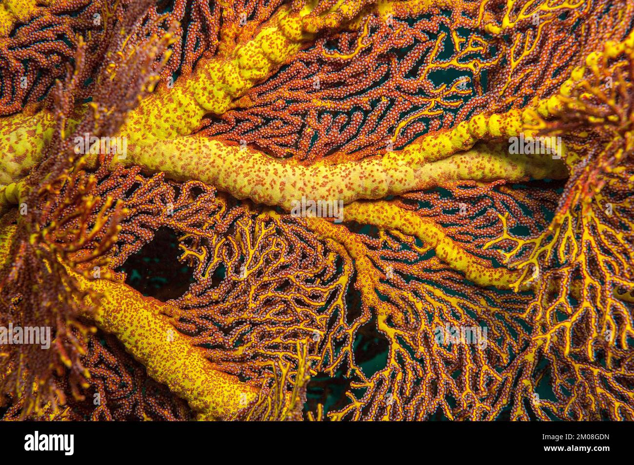 Close-up of stem branching of gorgonian fan coral (Subergorgia giant ...