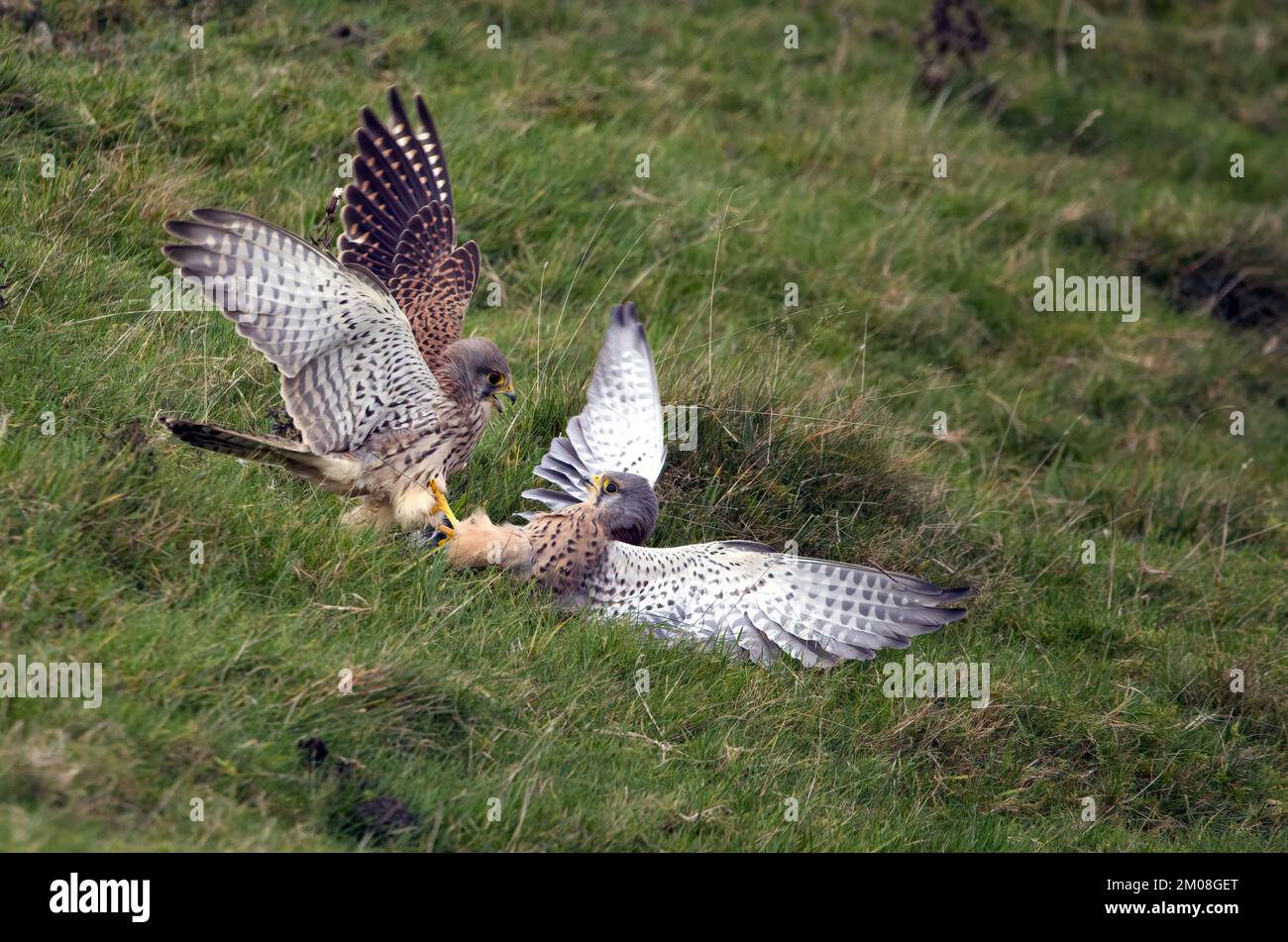 Another kestrel hi-res stock photography and images - Alamy
