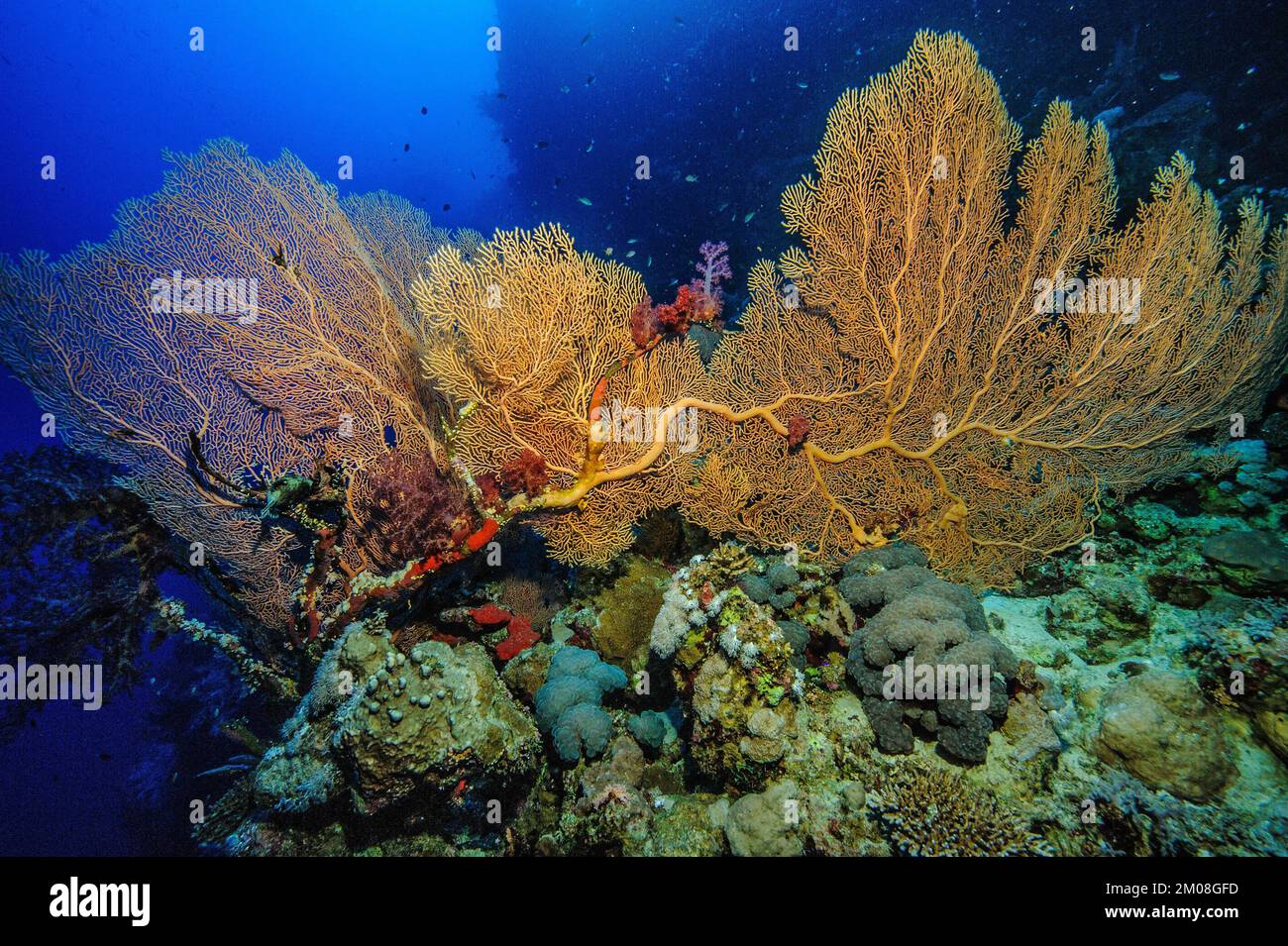 Gorgonian fan coral (Subergorgia giant sea fan (Annella mollis) growing ...