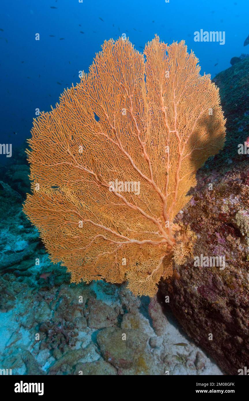 Gorgonian fan coral (Subergorgia giant sea fan (Annella mollis), Indian ...