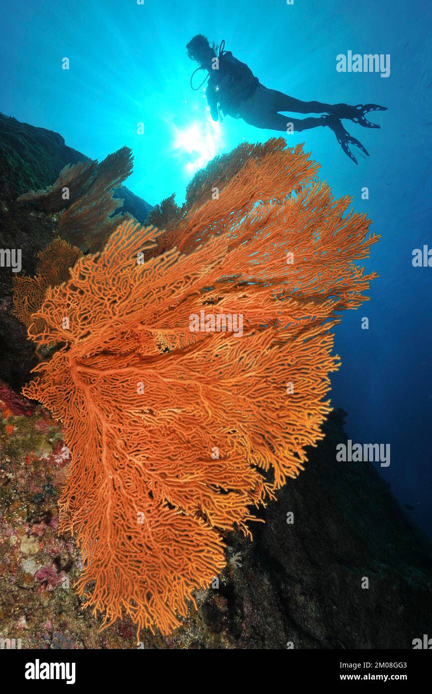 Backlight image of gorgonian fan coral (Subergorgia giant sea fan ...