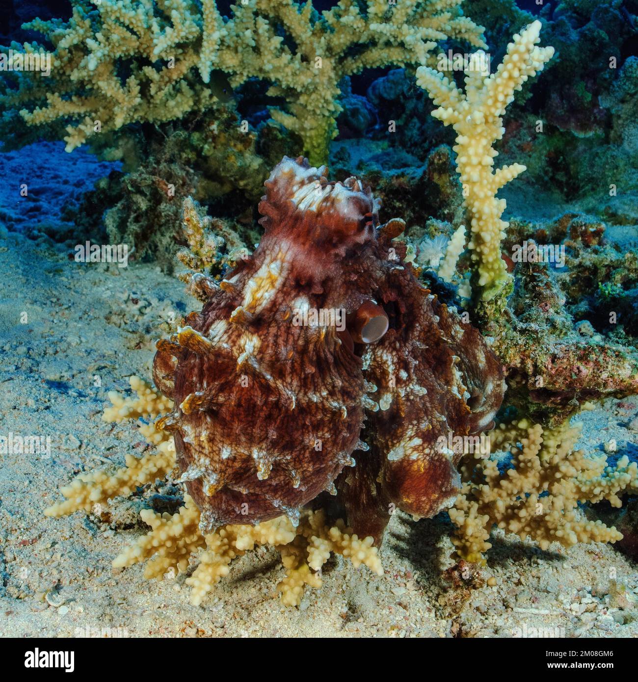 Common octopus (Octopus vulgaris) sitting on seabed between small polyp ...