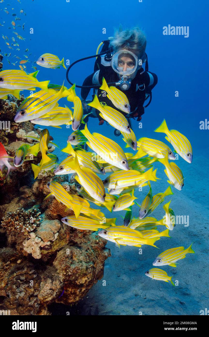 Female diver looking at small school of bluestripe snapper (Lutjanus ...