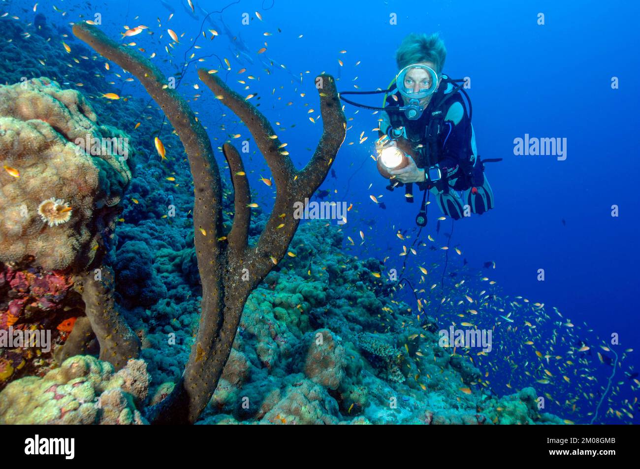 Scuba diver looking up at illuminated tree sponge (Liosina paradoxa ...