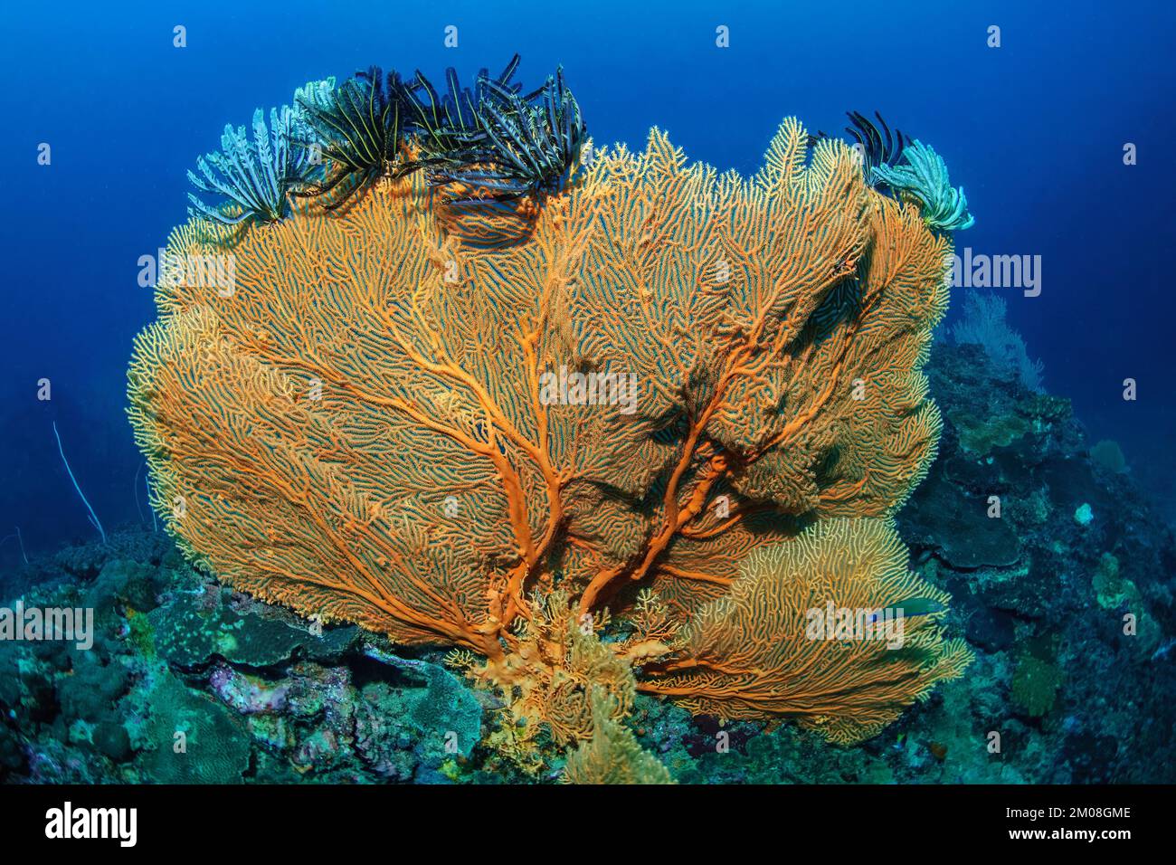 Giant sea fan (Annella gorgonian fan coral (Subergorgia mollis ...