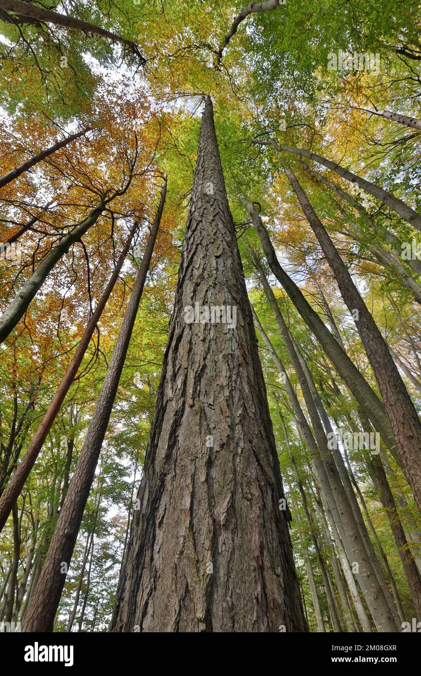 Sunny beech and pine forest in early autumn, Salzach valley, St. Radegund, Upper Austria ...
