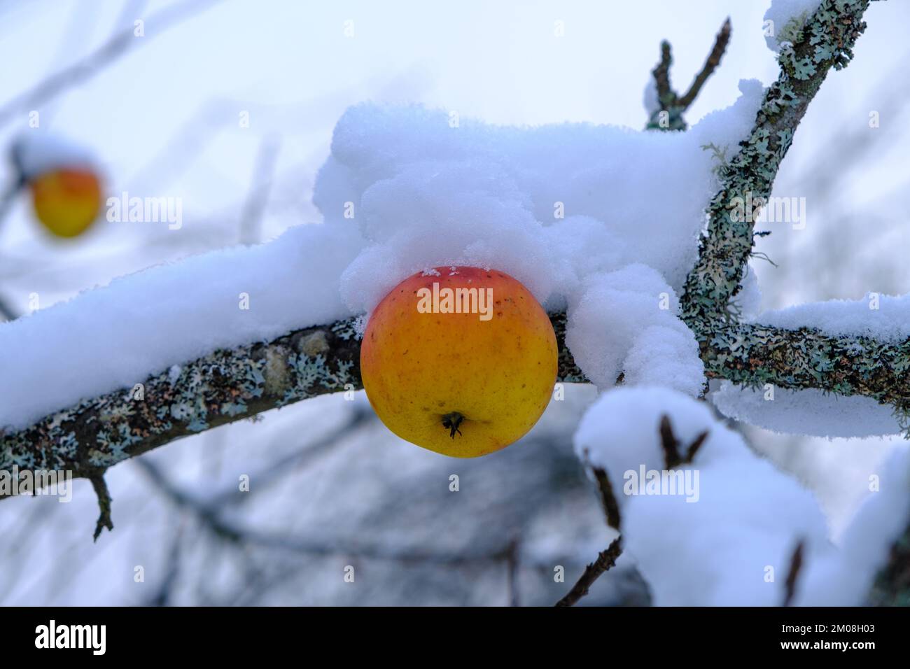 A snowy apple in a tree branch in winter. Snow on the branches of the ...