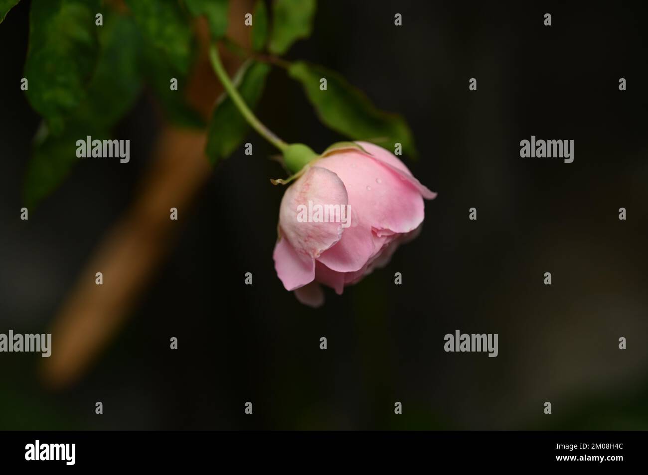 Photo of a spring rose hi-res stock photography and images - Alamy