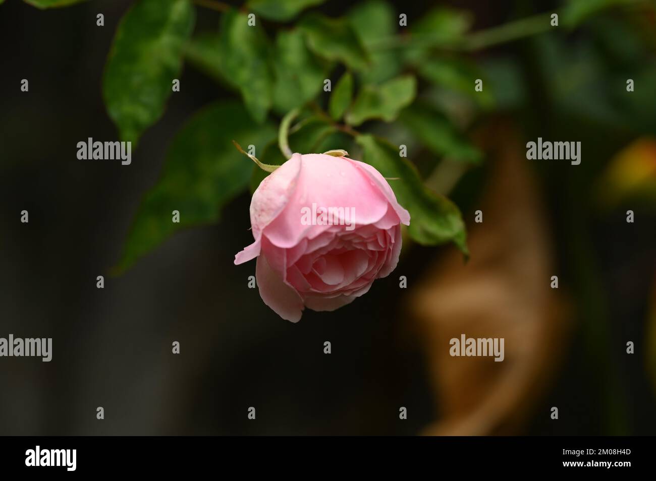 Detailed flower photography hi-res stock photography and images - Alamy