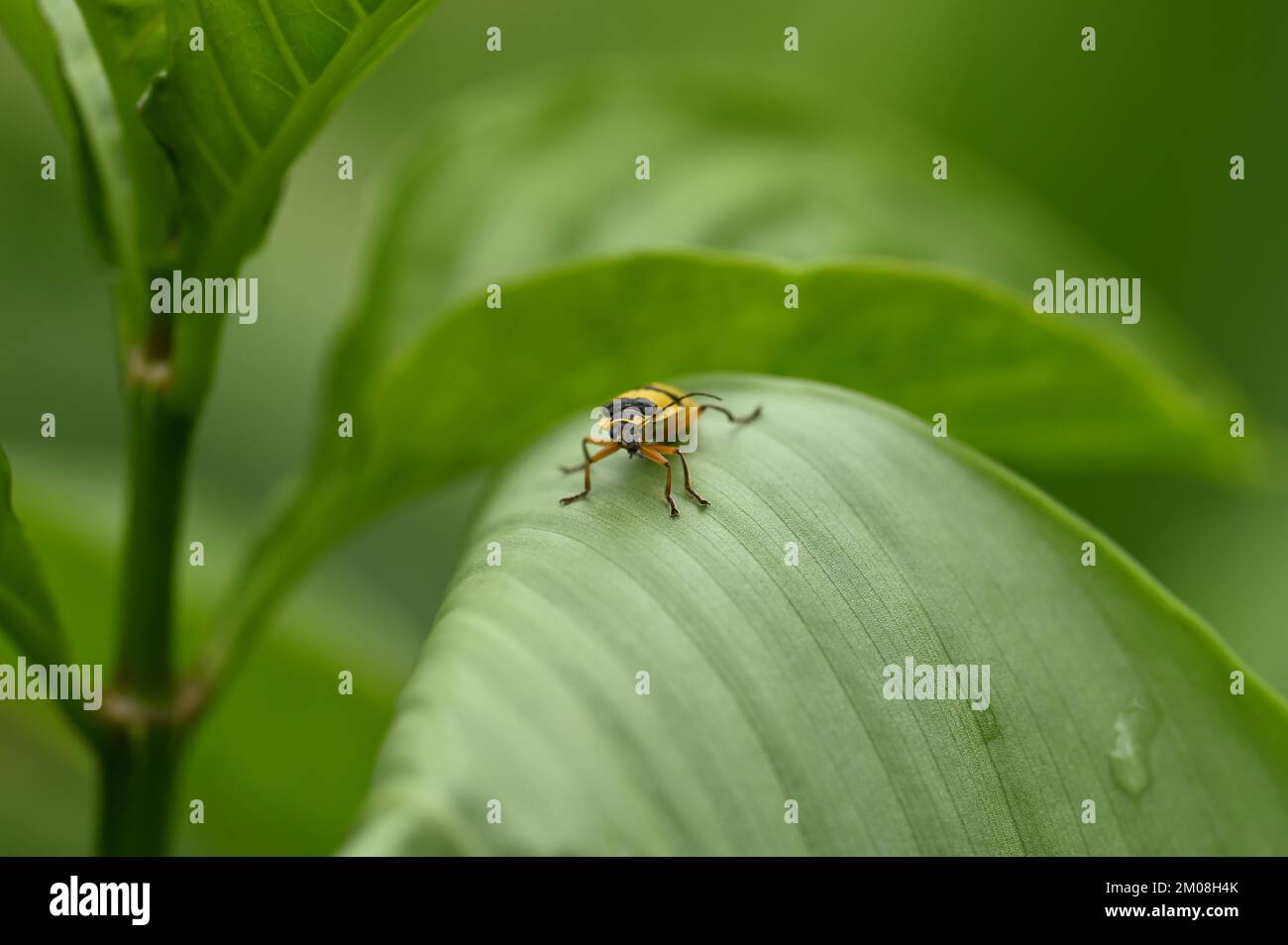 Yellow plague hi-res stock photography and images - Alamy