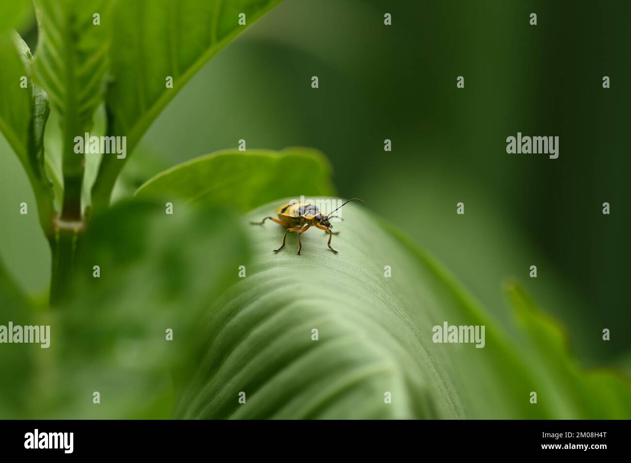 Yellow bug hi-res stock photography and images - Alamy