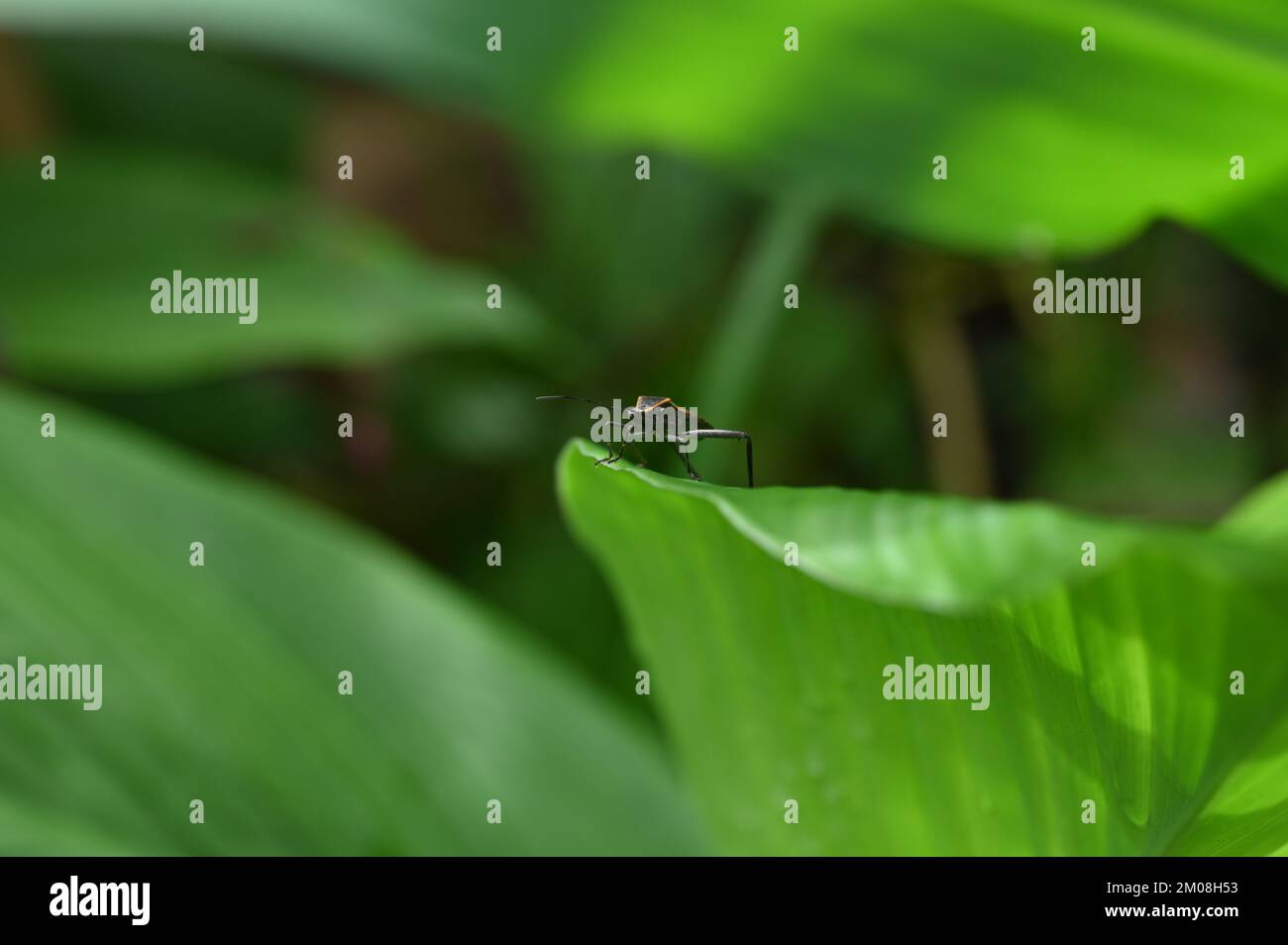 Macro insect on plant hi-res stock photography and images - Alamy