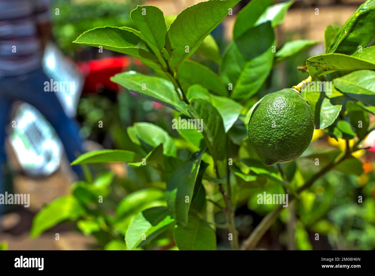 The lemon (Citrus limon) on tree Stock Photo - Alamy