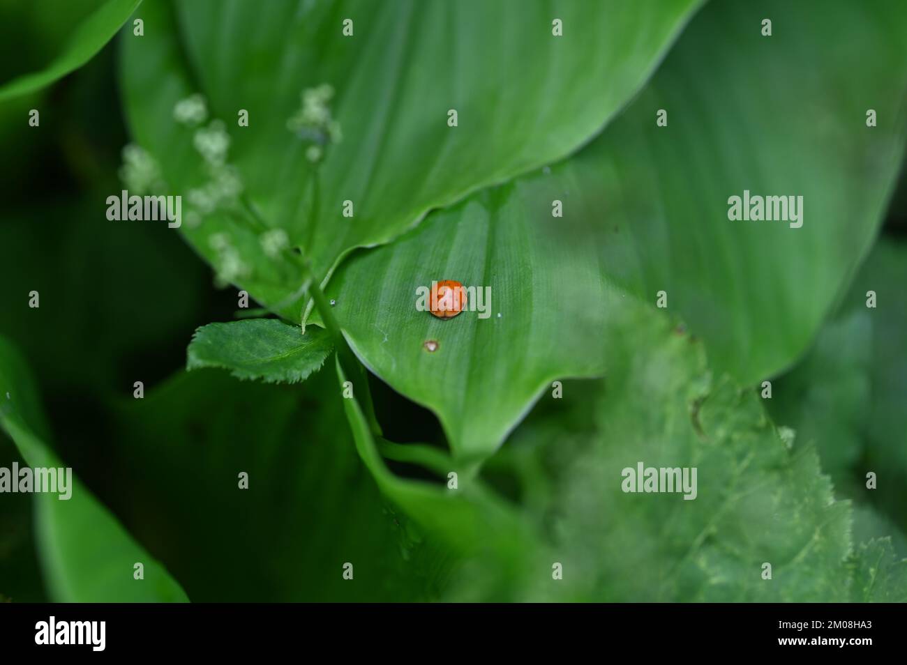Garden red bugs and lady insect hi-res stock photography and images - Alamy