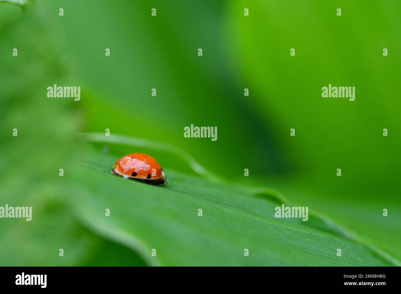 Bugs on a leaf hi-res stock photography and images - Alamy