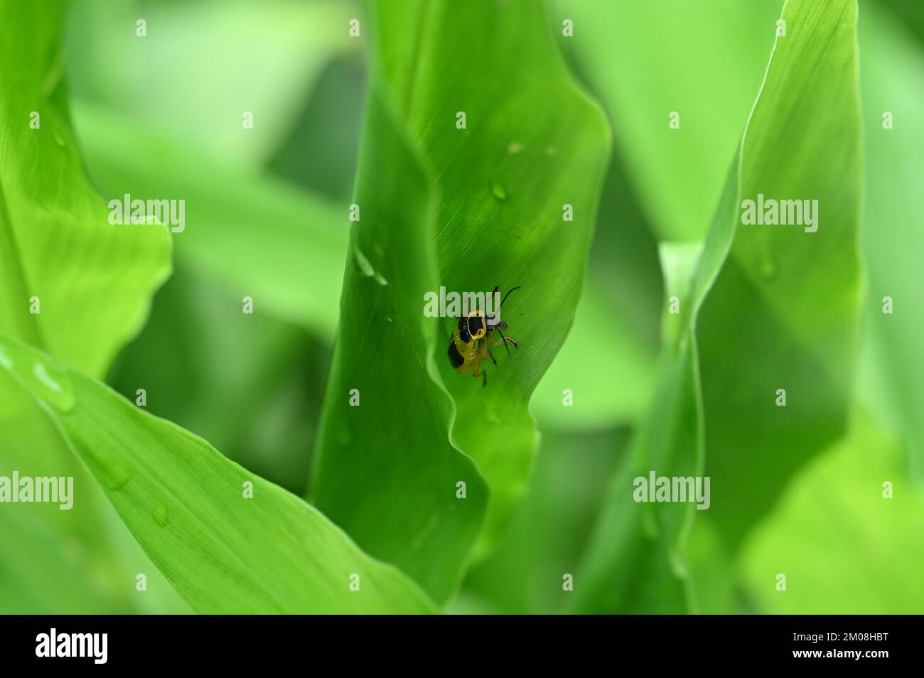 Yellow bug hi-res stock photography and images - Alamy