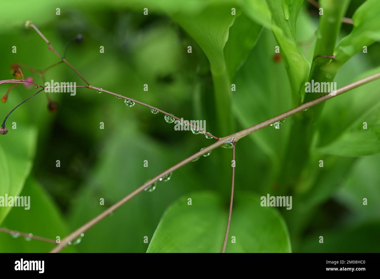 Water drops on a leaf, rainy weather Stock Photo - Alamy