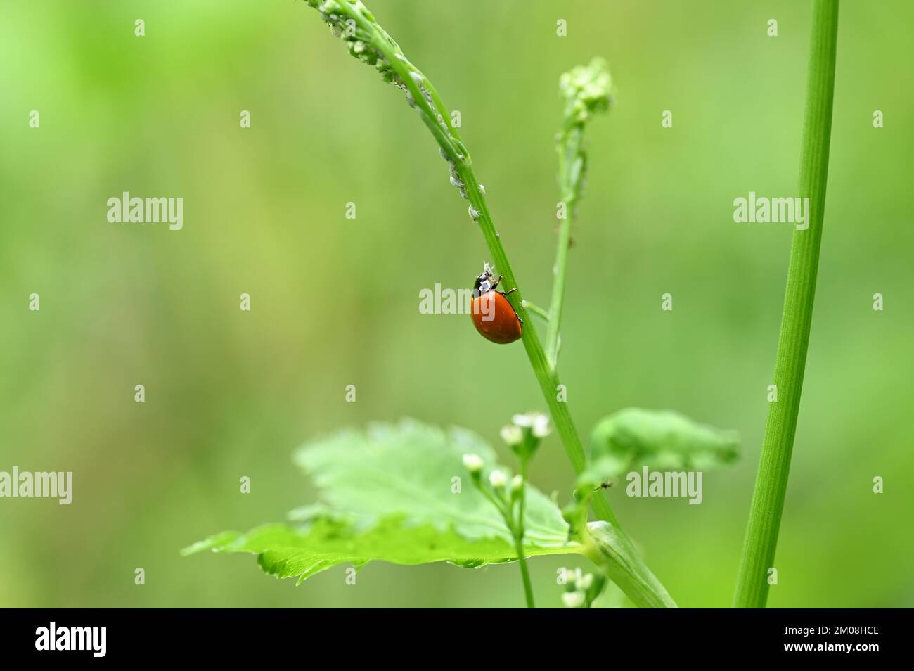 Close up on a red lady bug insect on a leaf Stock Photo - Alamy